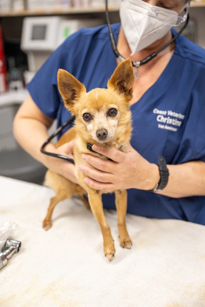 New Clients | Coast Veterinary Services