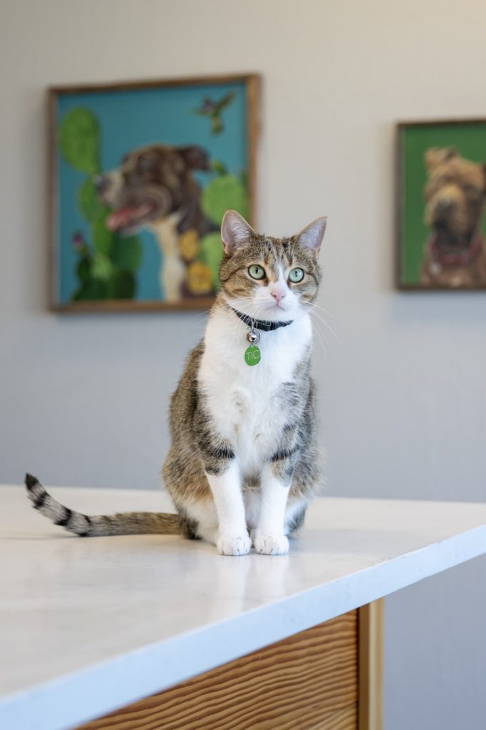 Our Story | Coast Veterinary Services